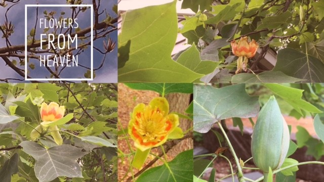 Flowers From Heaven - Gardeners Touch